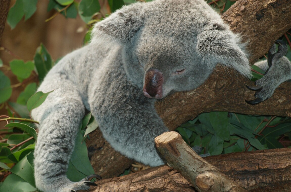 Der Penner • 50plus Magazin