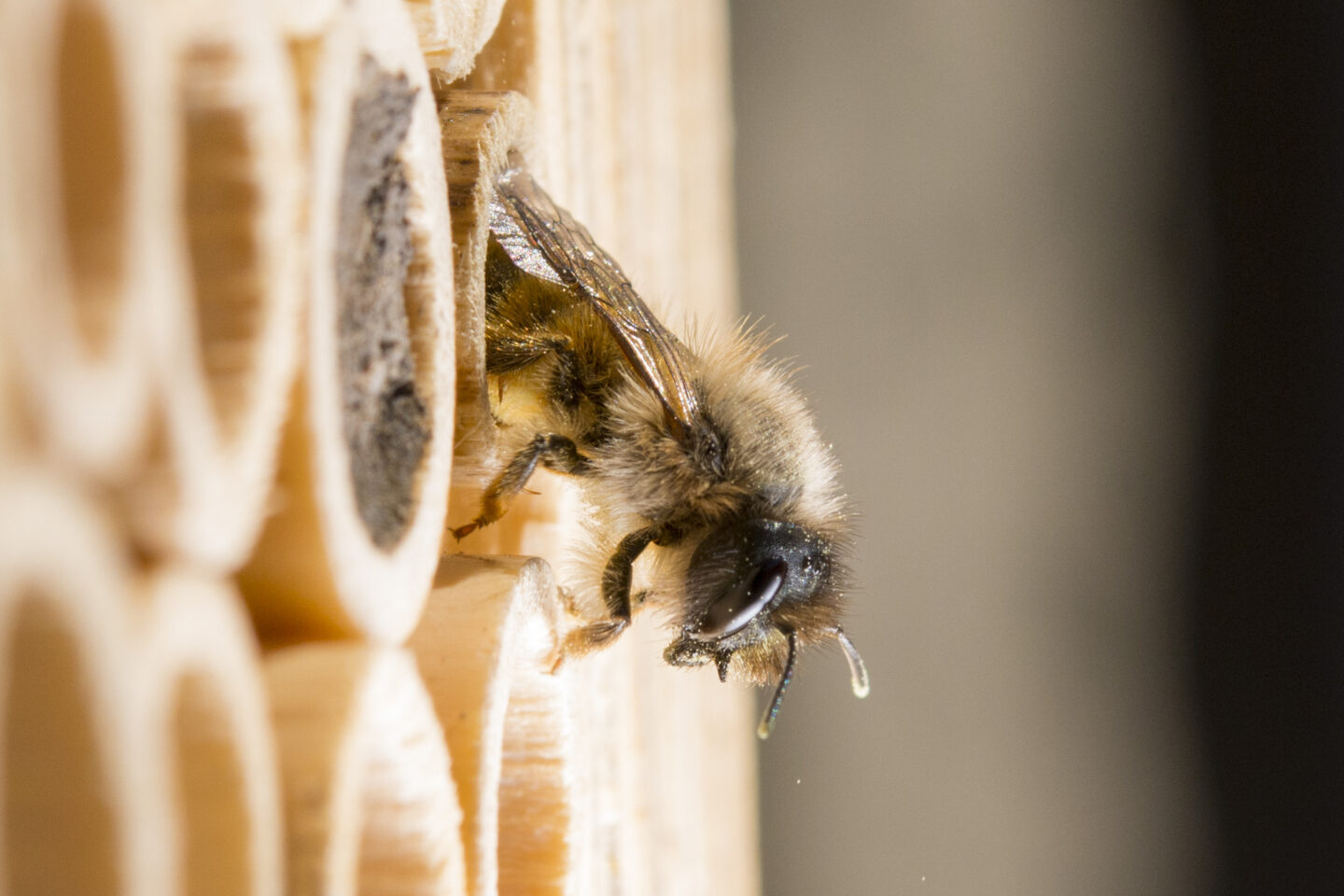 Für eine blühende Zukunft: Lebensräume schaffen für Wildbienen • 50plus ...